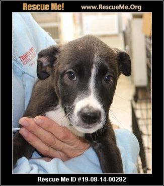 - Iowa Dog Rescue - ADOPTIONS - Rescue Me!