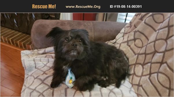 ADOPT 19081400391 ~ Affenpinscher Rescue ~ Mecklenburg County, NC