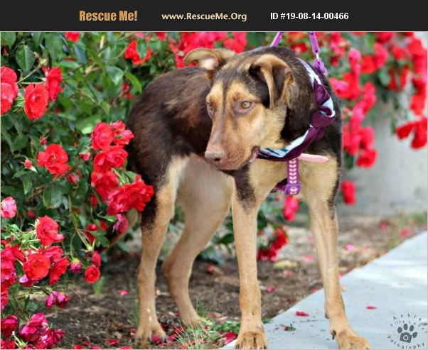 ADOPT 19081400466 ~ Australian Kelpie Rescue ~ Anza, CA