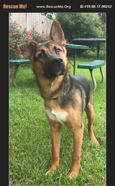 ADOPT 19081700242 ~ German Shepherd Rescue ~ houston, TX