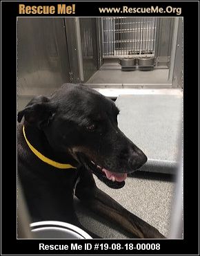 - California Lab Rescue - ADOPTIONS - Rescue Me!