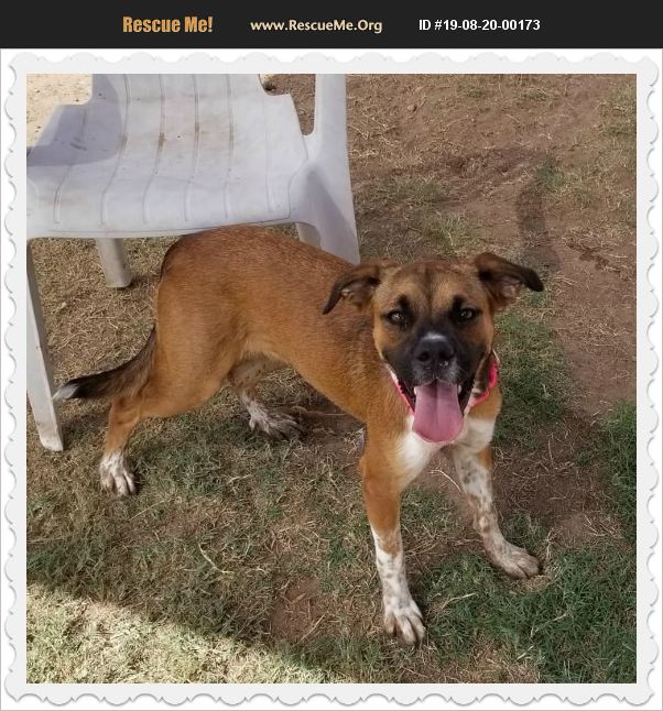 ADOPT 19082000173 ~ Boxer Rescue ~ Gilbert, AZ