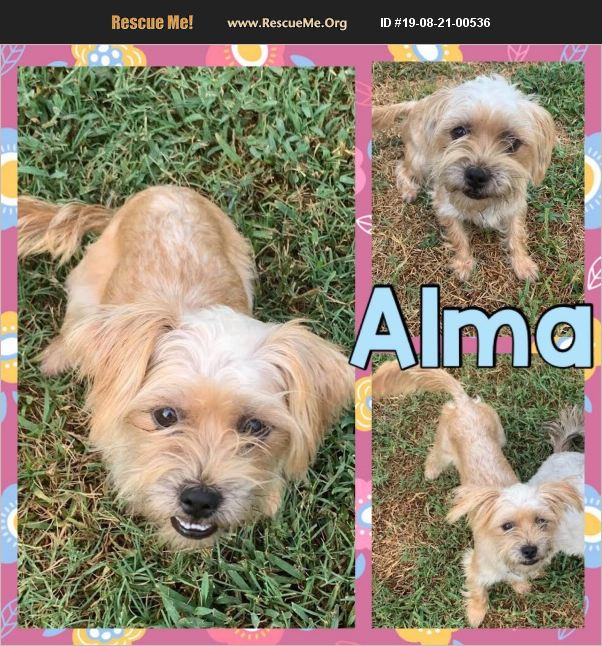 ADOPT 19082100536 ~ Yorkie Rescue ~ Houston, TX