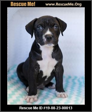 - California Lab Rescue - ADOPTIONS - Rescue Me!