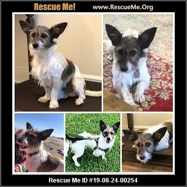 - Texas Dog Rescue - ADOPTIONS - Rescue Me!