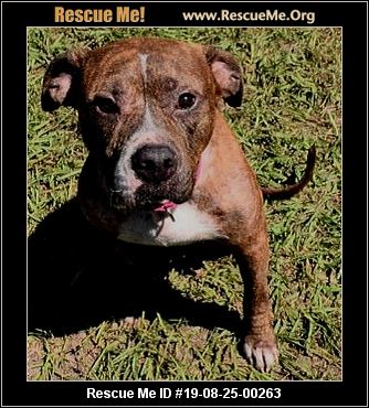 - Florida Pit Bull Rescue - ADOPTIONS - Rescue Me!