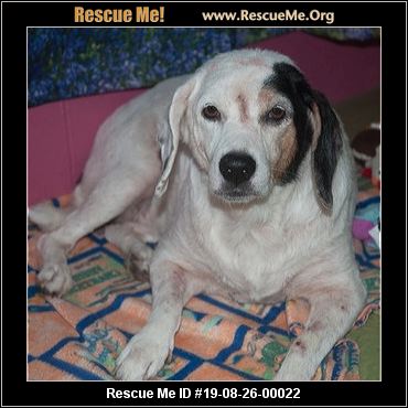 - West Virginia Dog Rescue - ADOPTIONS - Rescue Me!