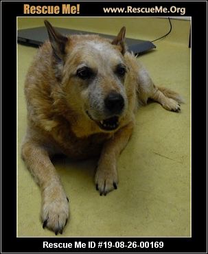 - Indiana Dog Rescue - ADOPTIONS - Rescue Me!