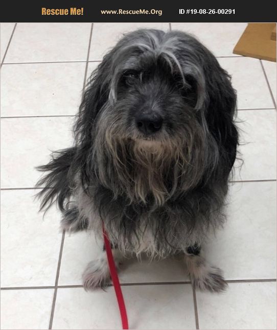 ADOPT 19082600291 ~ Bearded Collie Rescue ~ Mount Prospect, IL