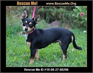 - Tennessee Dog Rescue - ADOPTIONS - Rescue Me!