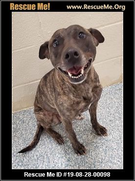- North Carolina Pit Bull Rescue - ADOPTIONS - Rescue Me!