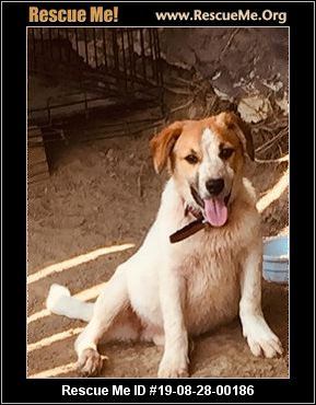 - Tennessee Dog Rescue - ADOPTIONS - Rescue Me!