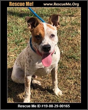 - Virginia Dog Rescue - ADOPTIONS - Rescue Me!