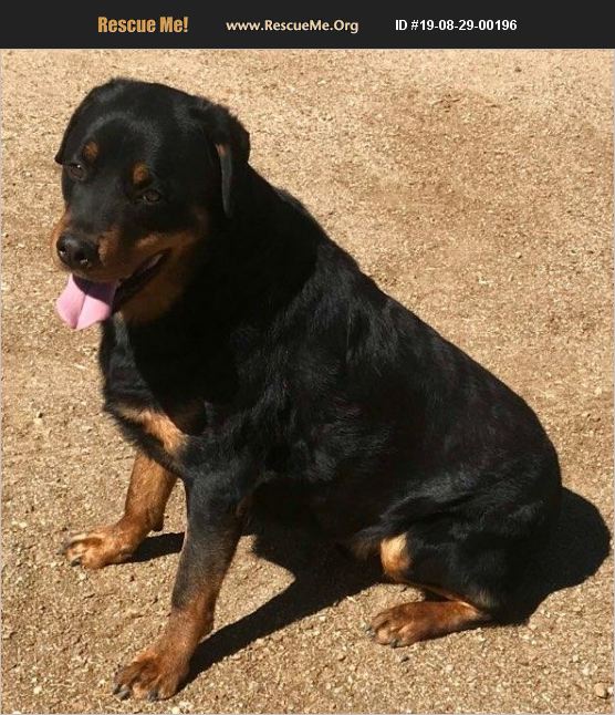ADOPT 19082900196 ~ Rottweiler Rescue ~ Southern, CA