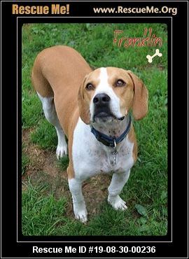 - Pennsylvania Beagle Rescue - ADOPTIONS - Rescue Me!