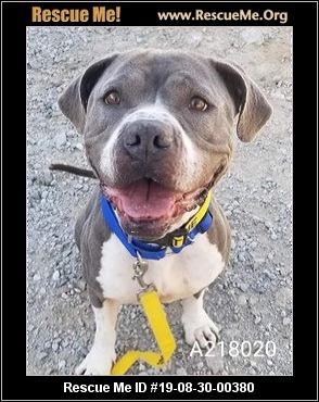 - Arizona Pit Bull Rescue - ADOPTIONS - Rescue Me!