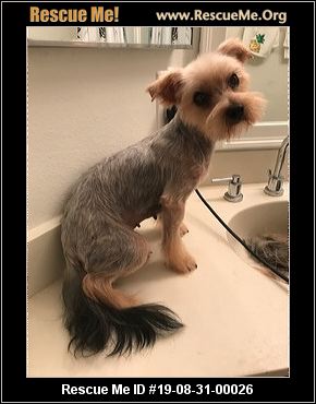 - California Yorkie Rescue - ADOPTIONS - Rescue Me!