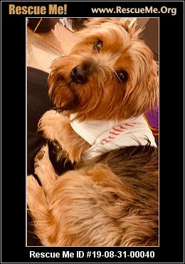 - Virginia Yorkie Rescue - ADOPTIONS - Rescue Me!