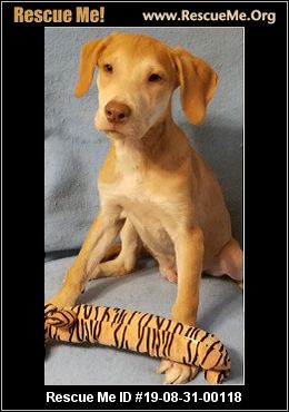 - Delaware Dog Rescue - ADOPTIONS - Rescue Me!