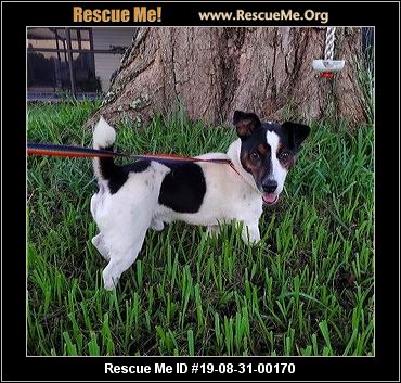 - Florida Jack Russell Rescue - ADOPTIONS - Rescue Me!
