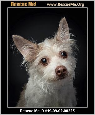 - Arizona Small Dog Rescue - Phoenix, AZ - AVAILABLE PETS