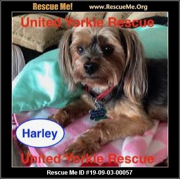 - Florida Yorkie Rescue - ADOPTIONS - Rescue Me!