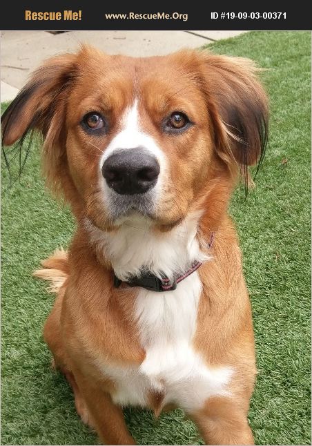 ADOPT 19090300371 ~ Greater Swiss Mountain Dog Rescue ~ Glendale, CA