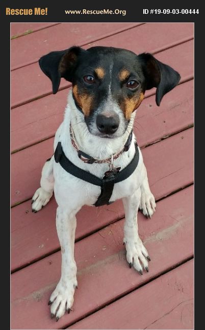 ADOPT 19090300444 ~ Rat Terrier Rescue ~ Lisbon, IA
