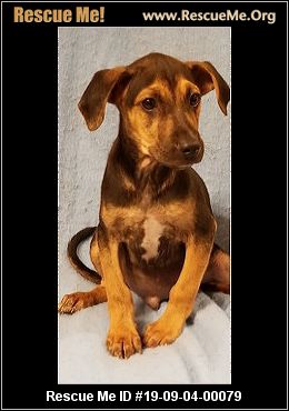 - Delaware Dog Rescue - ADOPTIONS - Rescue Me!