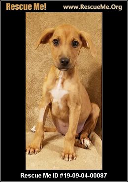 - Delaware Dog Rescue - ADOPTIONS - Rescue Me!