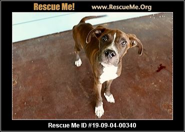 - Texas Boxer Rescue - ADOPTIONS - Rescue Me!