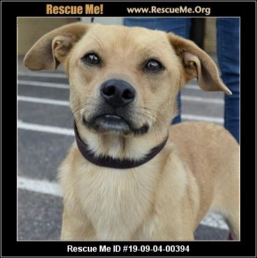 - Colorado Dog Rescue - ADOPTIONS - Rescue Me!