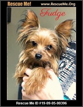 - Oklahoma Yorkie Rescue - ADOPTIONS - Rescue Me!