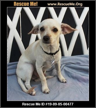 - Arizona Small Dog Rescue - Phoenix, AZ - AVAILABLE PETS
