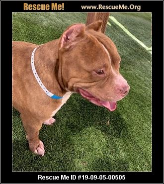 - Arizona Pit Bull Rescue - ADOPTIONS - Rescue Me!