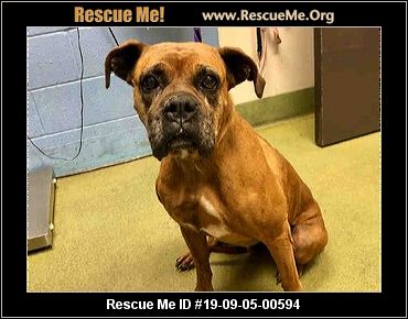 - California Dog Rescue - ADOPTIONS - Rescue Me!