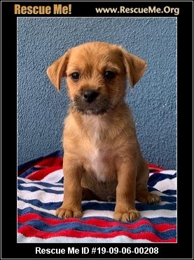 - California Dog Rescue - ADOPTIONS - Rescue Me!