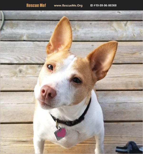 ADOPT 19090600368 ~ Rat Terrier Rescue ~ Lafayette, OR