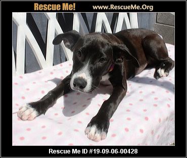 - Arizona Small Dog Rescue - Phoenix, AZ - AVAILABLE PETS