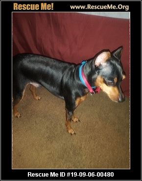 - Michigan Dog Rescue - ADOPTIONS - Rescue Me!