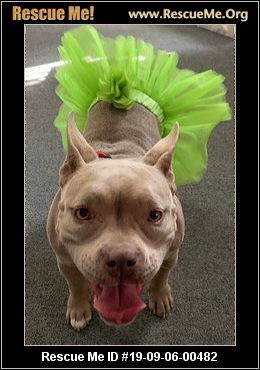 - California Dog Rescue - ADOPTIONS - Rescue Me!