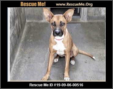 - California Dog Rescue - ADOPTIONS - Rescue Me!