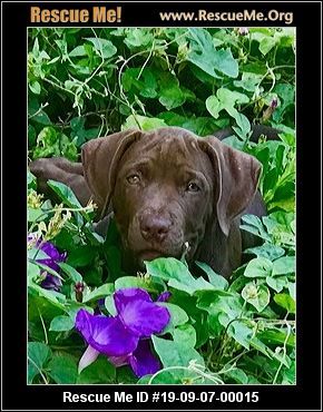 - California Dog Rescue - ADOPTIONS - Rescue Me!