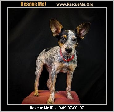 - California Dog Rescue - ADOPTIONS - Rescue Me!