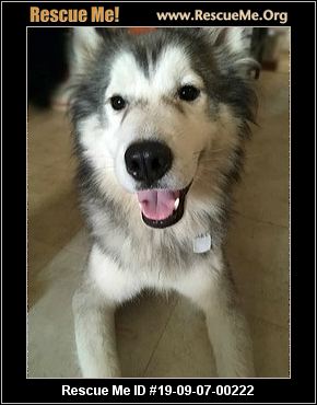 - California Siberian Husky Rescue - ADOPTIONS - Rescue Me!