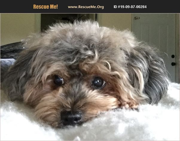 ADOPT 19090700284 ~ Yorkie Rescue ~ Okeechobee, FL