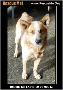 - California Dog Rescue - ADOPTIONS - Rescue Me!