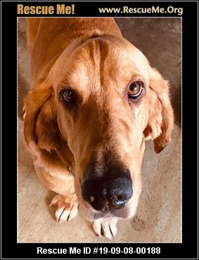 - Tennessee Dog Rescue - ADOPTIONS - Rescue Me!