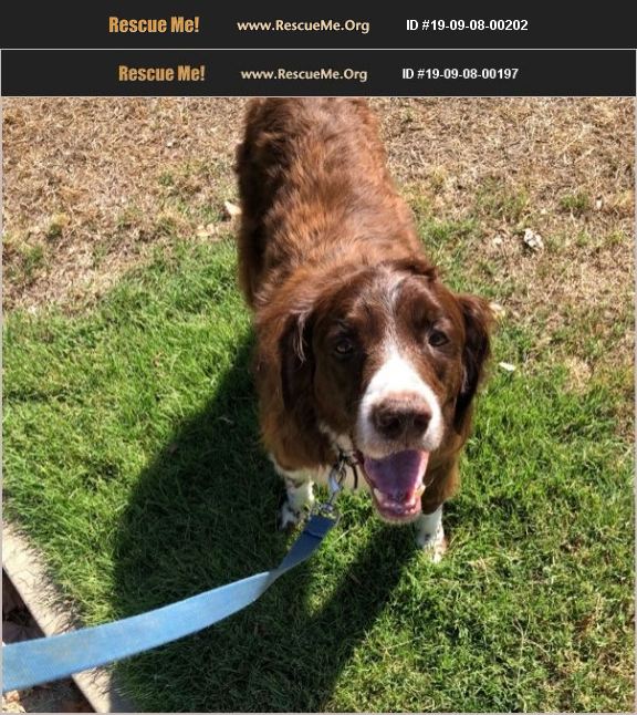 ADOPT 19090800202 ~ English Springer Spaniel Rescue ~ Roseville, CA