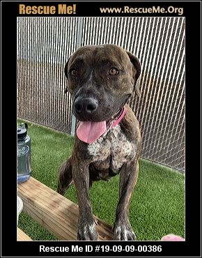 - Arizona Pit Bull Rescue - ADOPTIONS - Rescue Me!